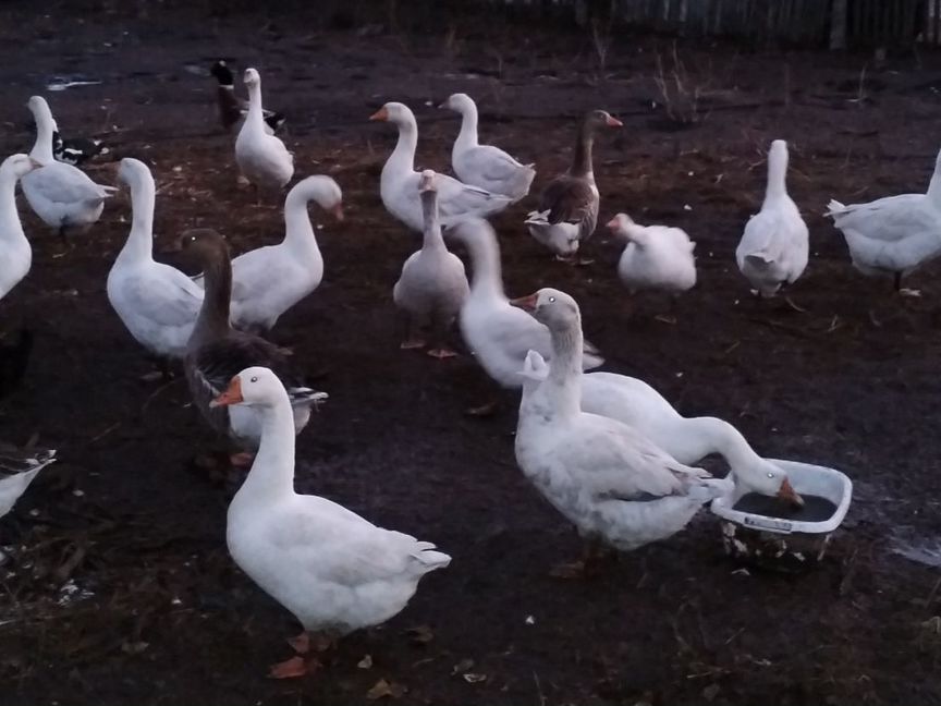 Продаются живым весом