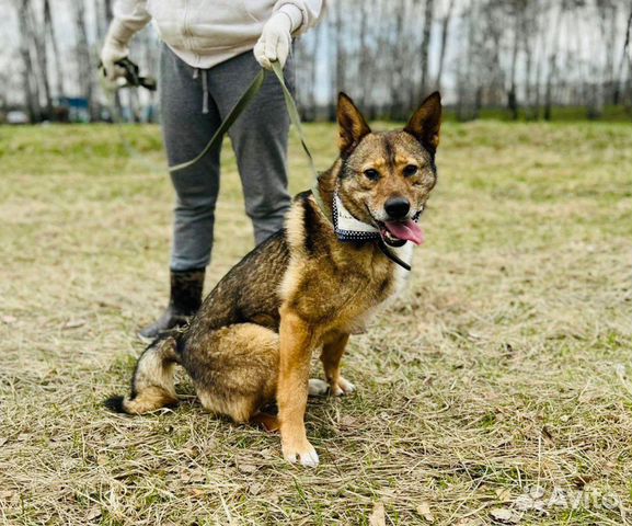 Неприметная Стеша ждет хозяина в приюте