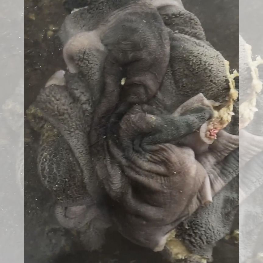 Рубец говяжий