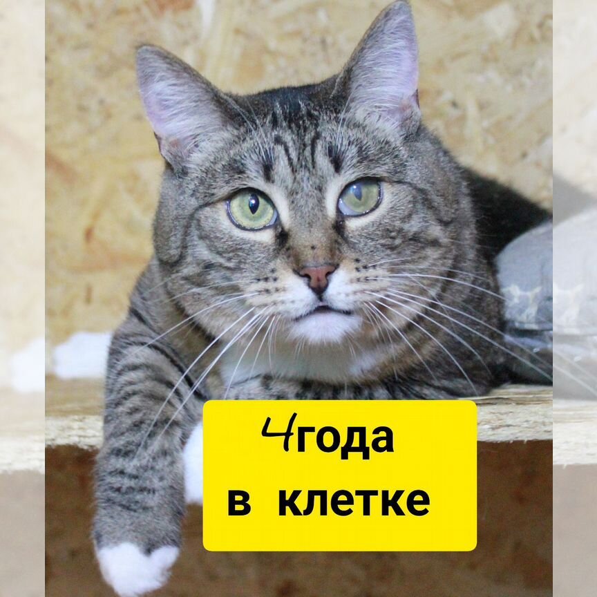 Европейская короткошёрстная кошка, взрослая