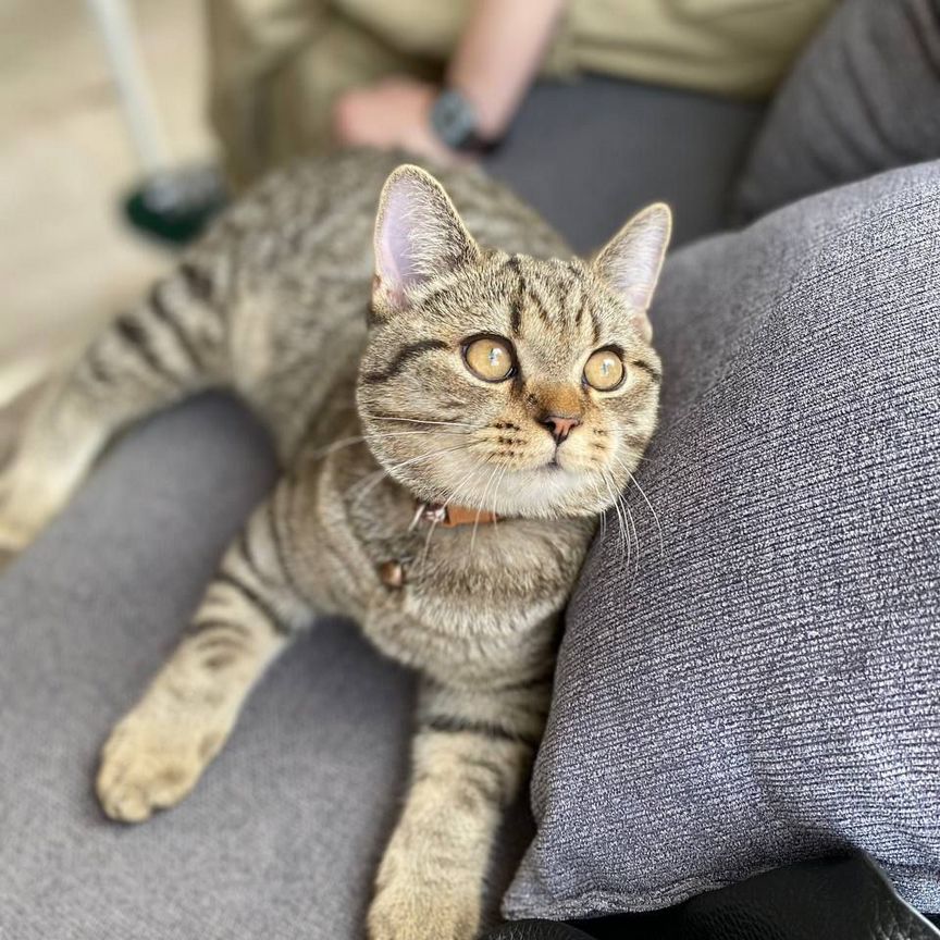 Колобок ищет дом