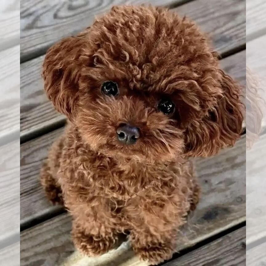 Той-пудель, щенок