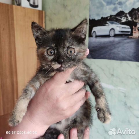 Котятки девочки 2 месяца