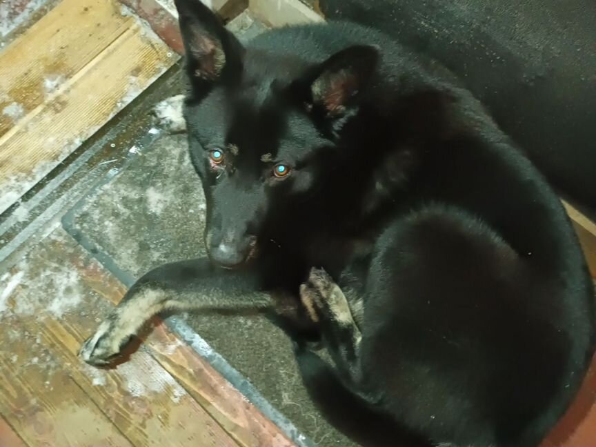 Малыш Мишка