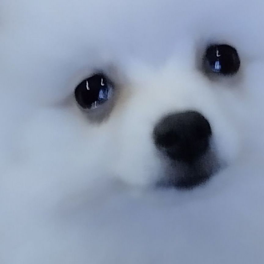 Померанский шпиц, щенок