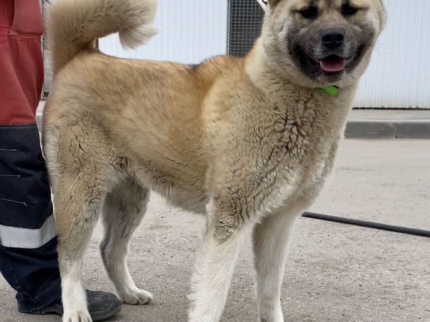 Американская акита 1годик