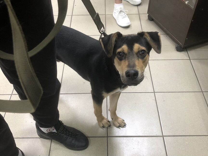 Собака в добрые руки щенок