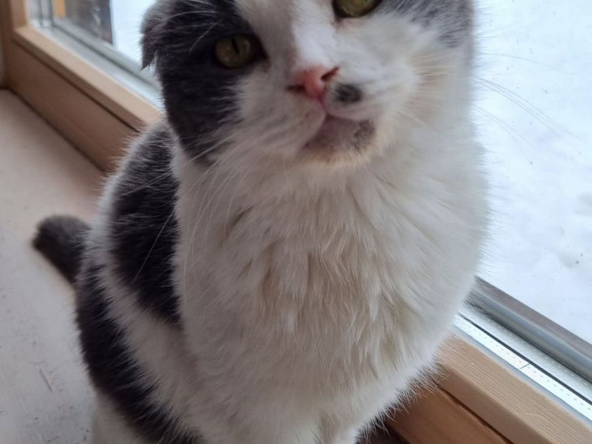 Вислоухая кошка