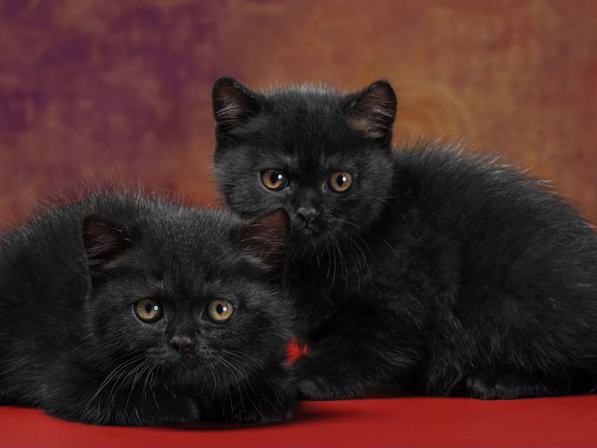 Британские парни