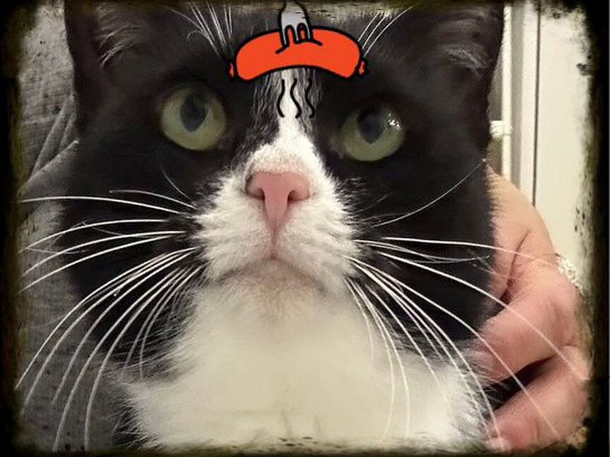 Спокойная ласковая неигривая Дуся ищет передержку