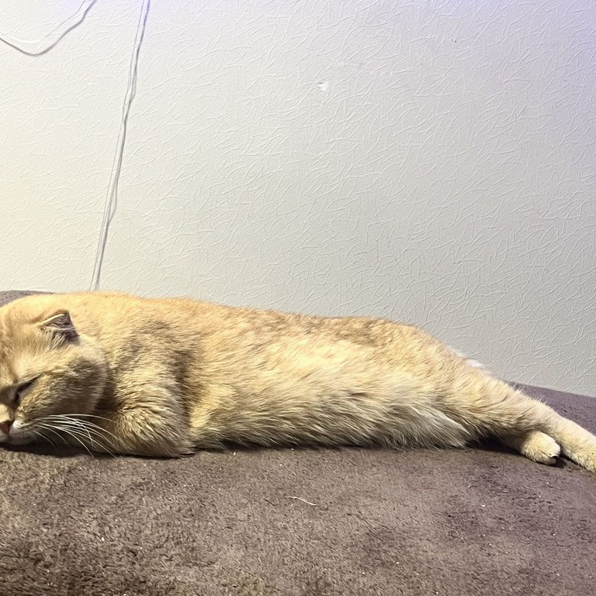 Отдам бесплатно кота зову кокос