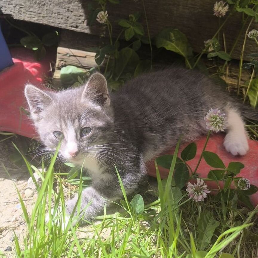 Британский короткошёрстный котёнок