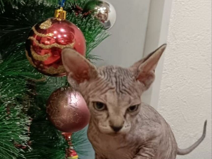 Донской сфинкс котята