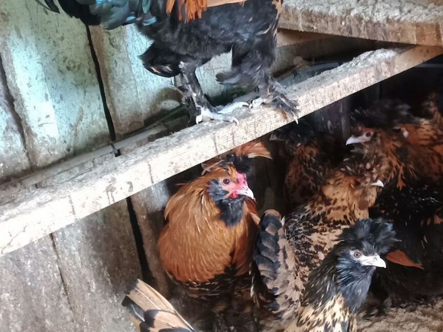 Инкубационное яйцо павловское золото