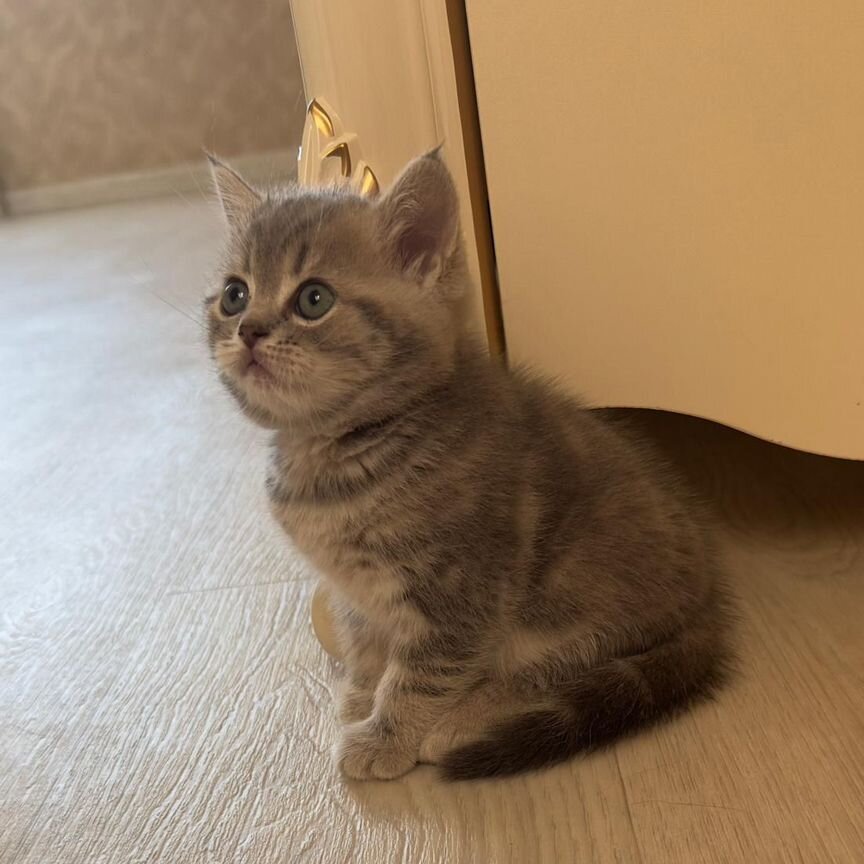 Шотландская