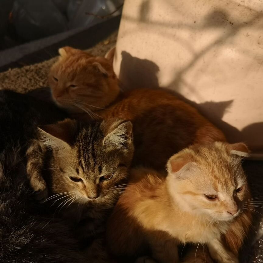 Котята милые