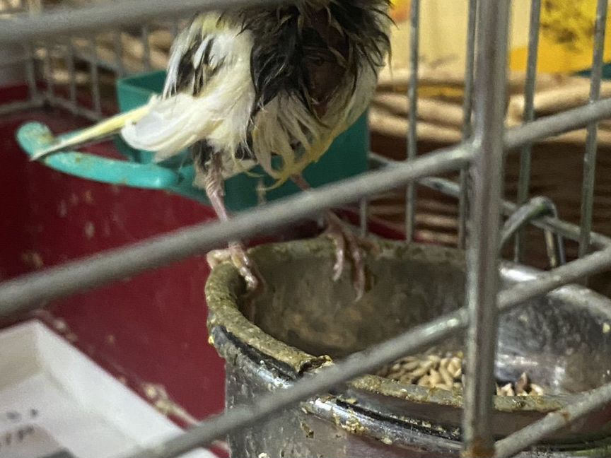 Птенцы канарейки