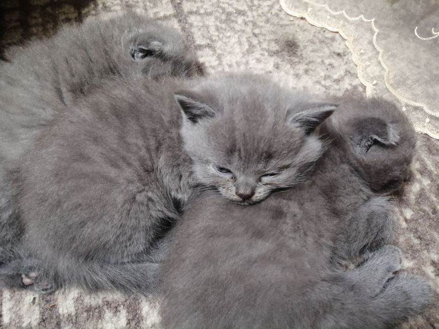 Кошка