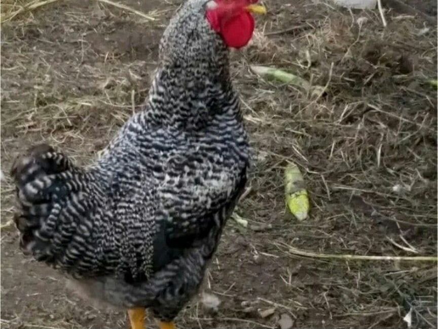 Петухи Доминанты