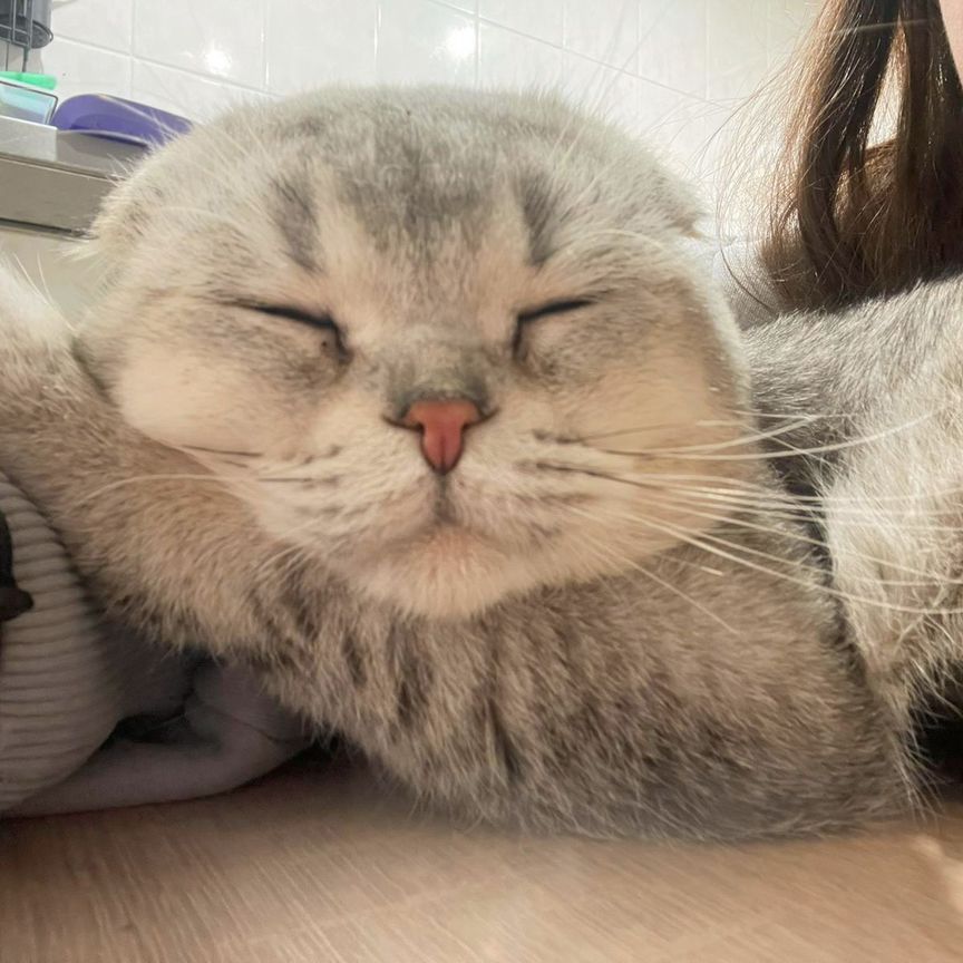 Котик в добрые руки