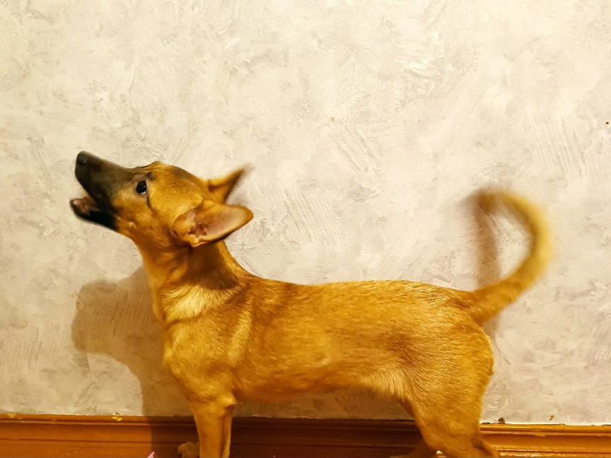 Собака в добрые руки отдам бесплатно