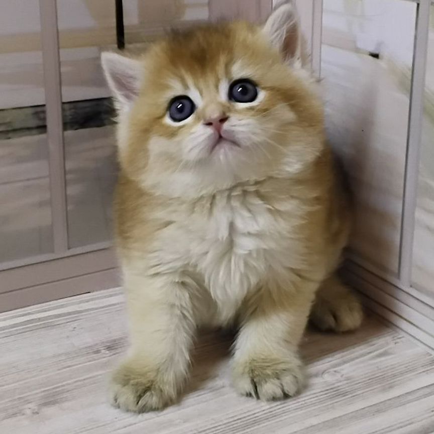 Плюшка шотландская