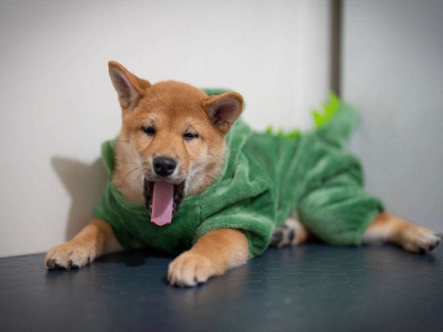 Щенки сиба ину (девочка)