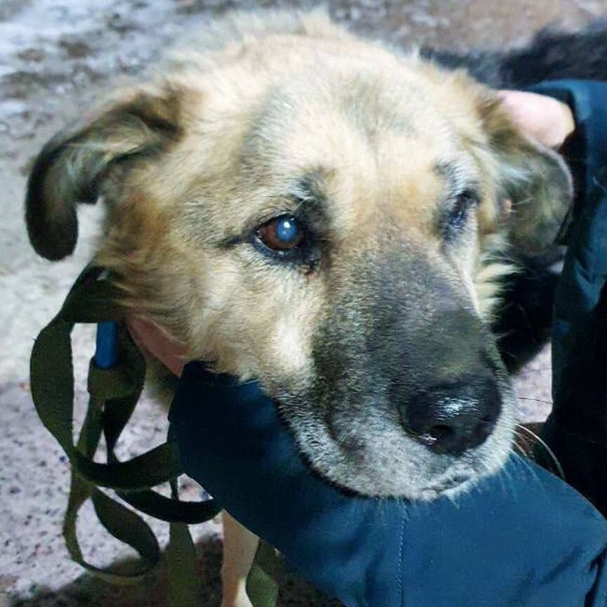 Взрослая собака от частного владельца