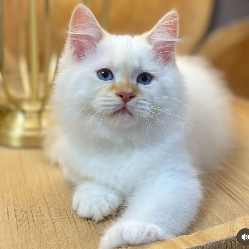 Невский маскарадный котенок мальчик