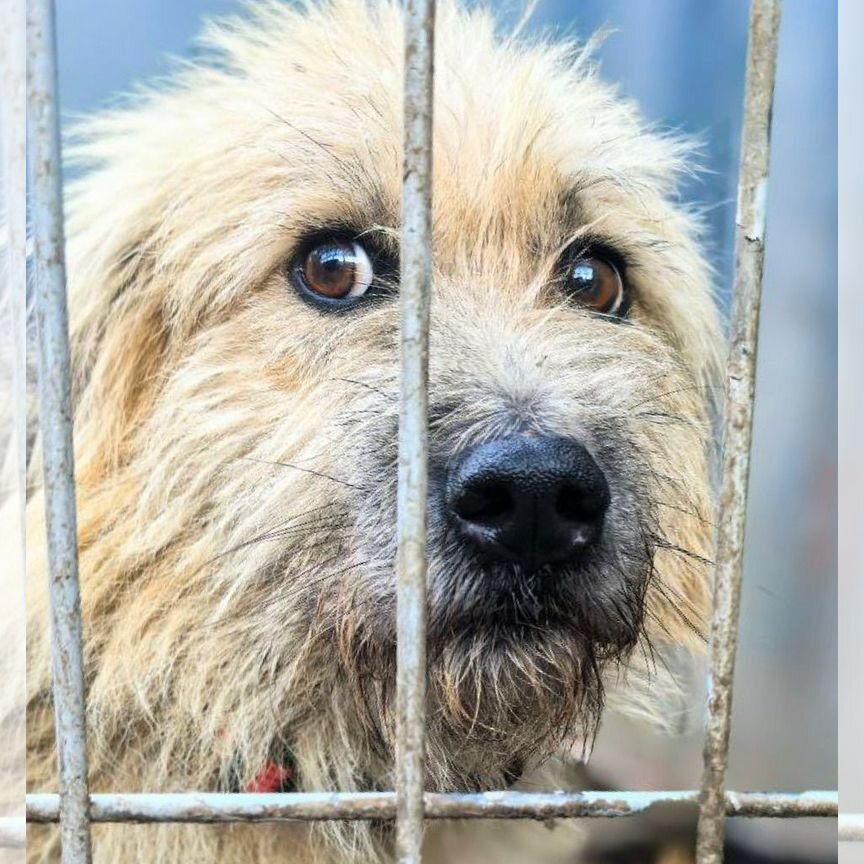 Взрослый пёс в добрые руки