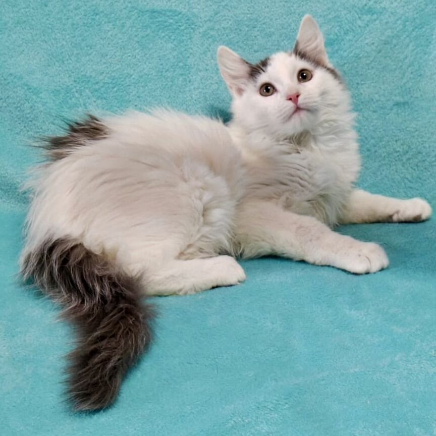 Котёнок в добрые руки