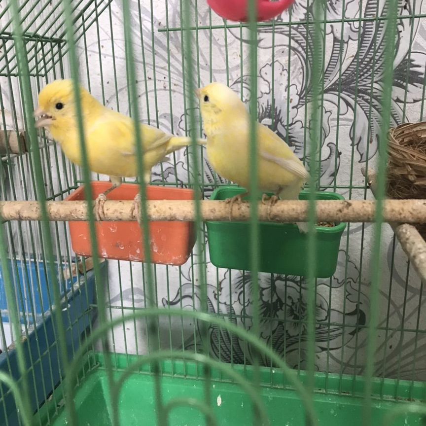 Канарейки молодые (пара)