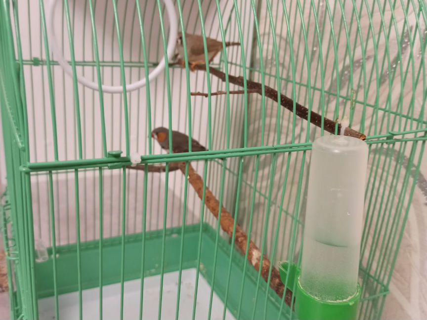 Амадины с клеткой