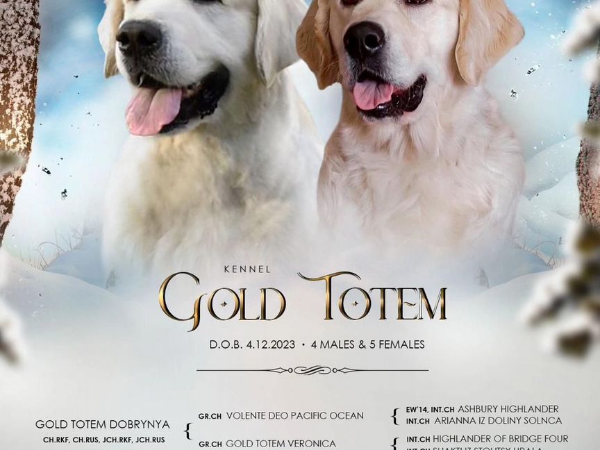 Щенки голден ретривера