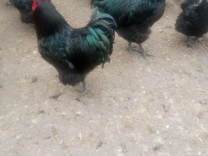 Джерсийский Гигант петух+ одна Курочка