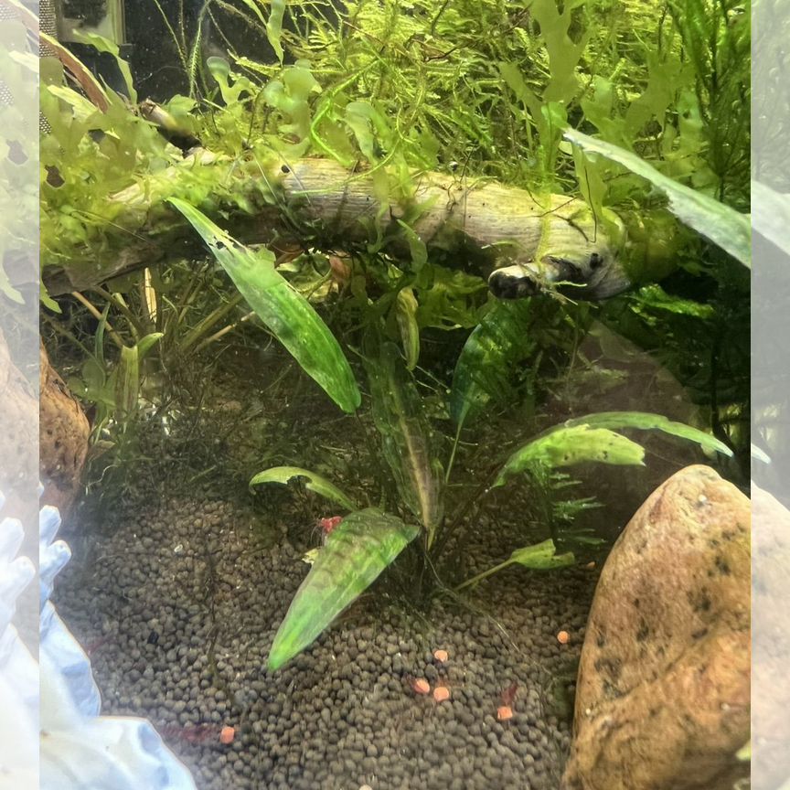 Криптокарина родственная