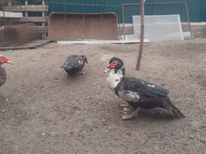 Продается семья Шипунов