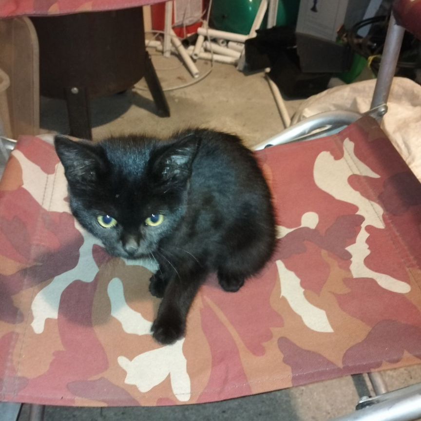 Черный котенок в добрые руки девочка