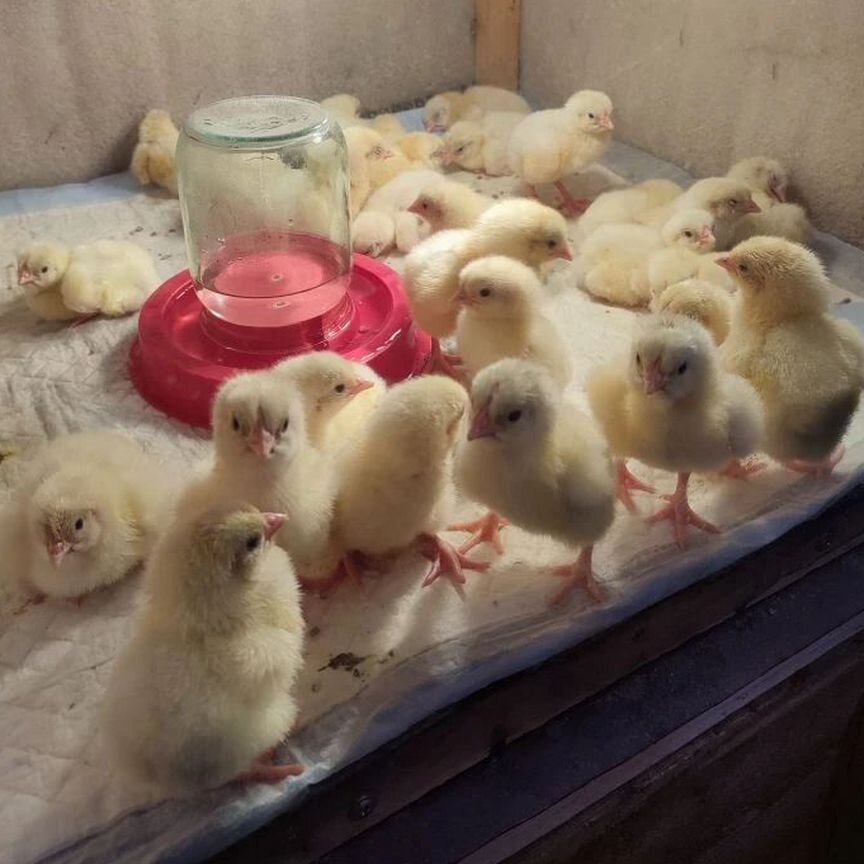Цыпленок