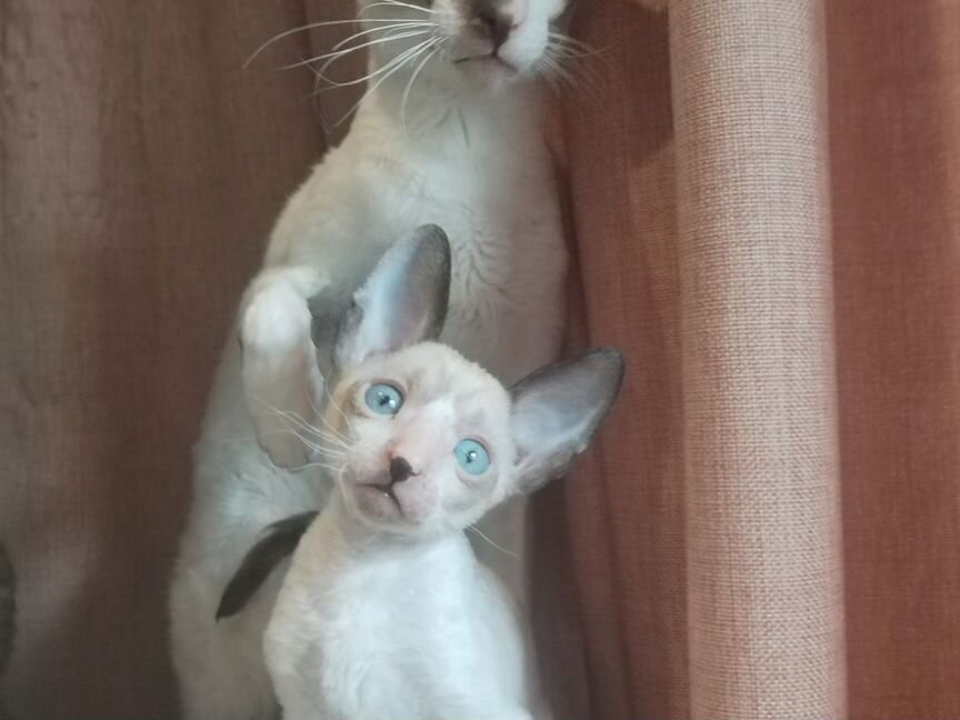 Котенок Корниш рекс