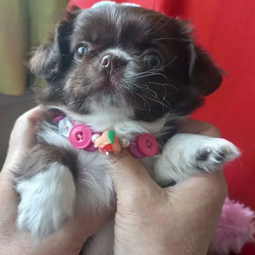 Чихуахуа, щенок