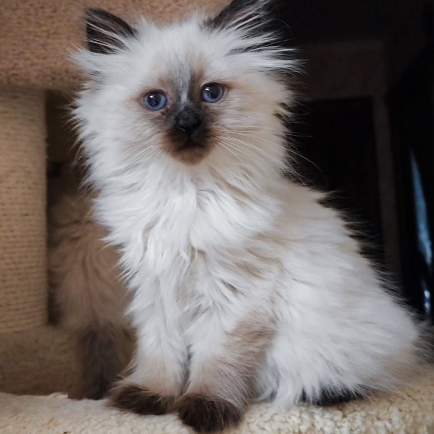 Котенок невский