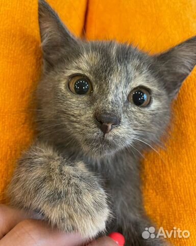 Котенок метис серый бесплатно