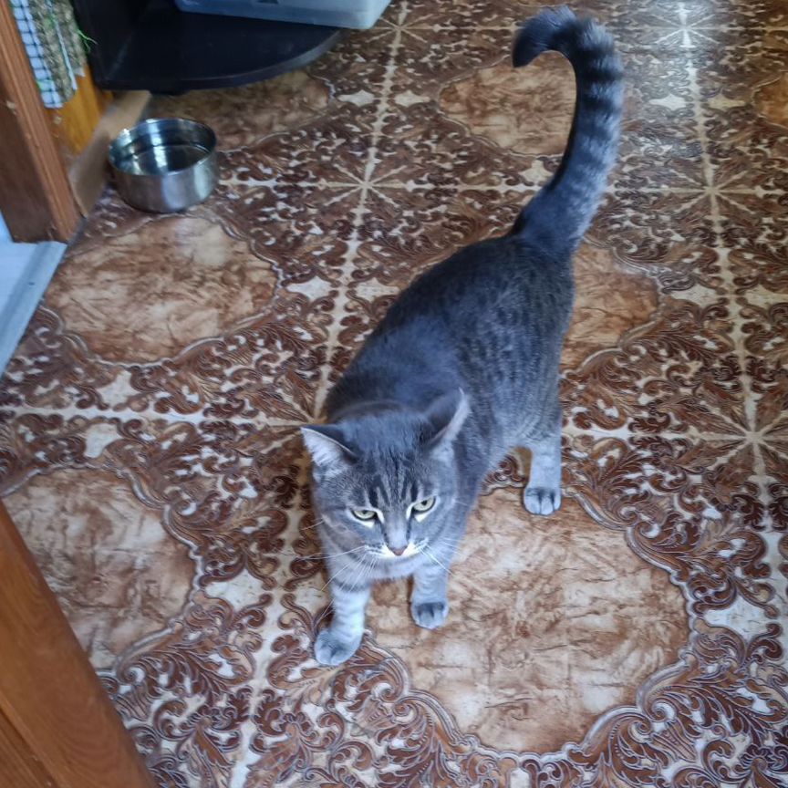 Взрослая, кошка в добрые руки