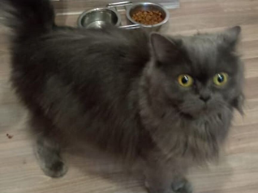 Персидская смесь