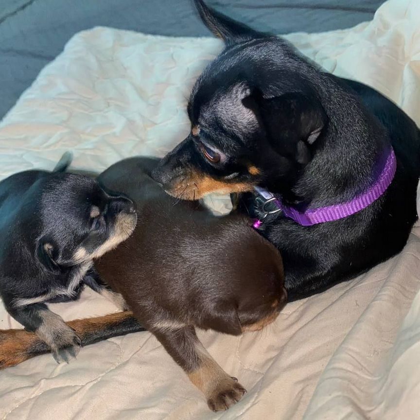 Русский той-терьер, щенок