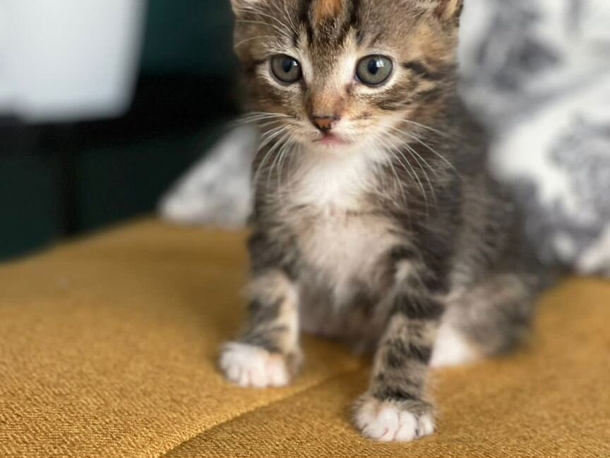 Котята