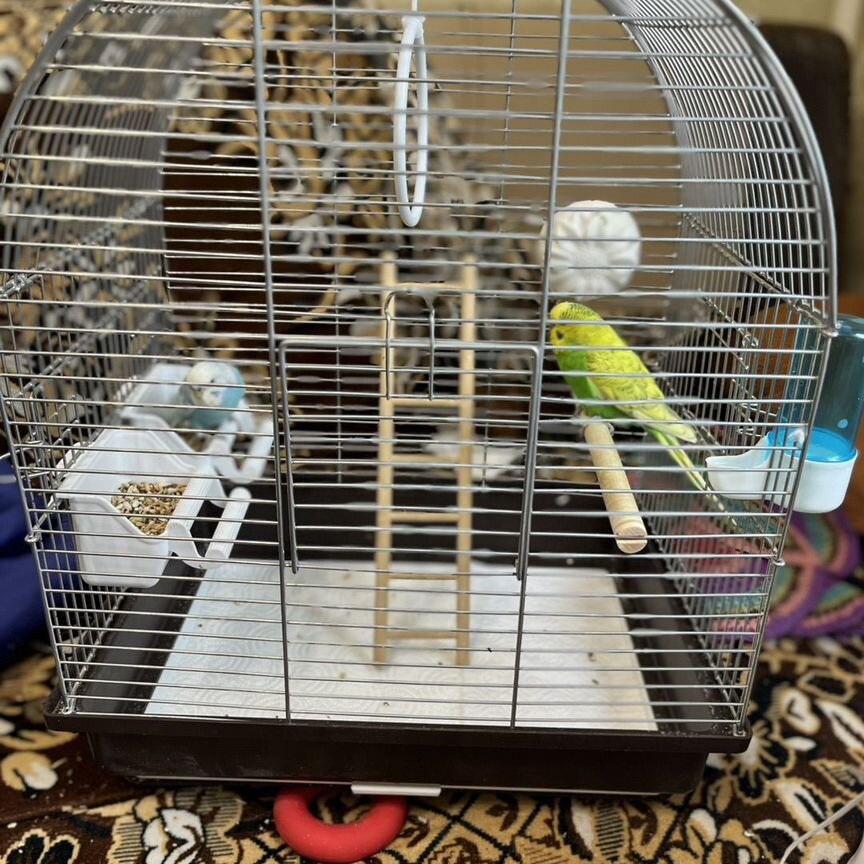 Волнистые попугаи