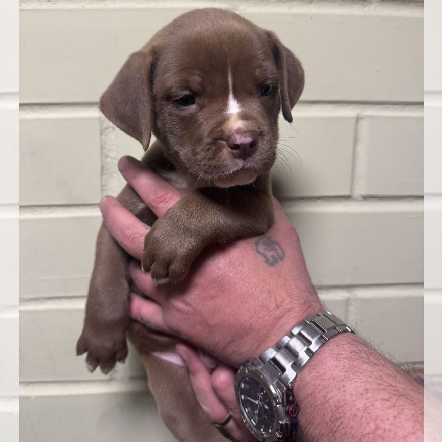 Американский булли, щенок