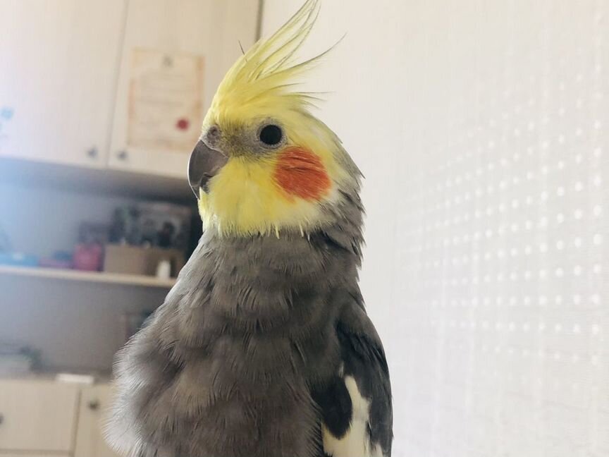 Говорящий попугай корелла